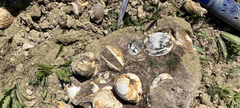 Kettleman Hills Fossils – Pacific GeoLab